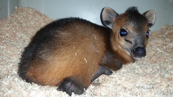 Baby antelope born at the Charles Paddock Zoo - Paso Robles Daily News