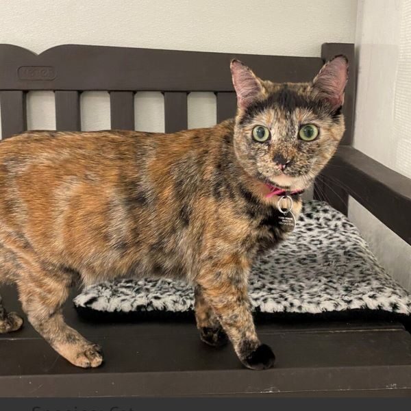 Adoptable Pet of the Week: Tess - Paso Robles Daily News