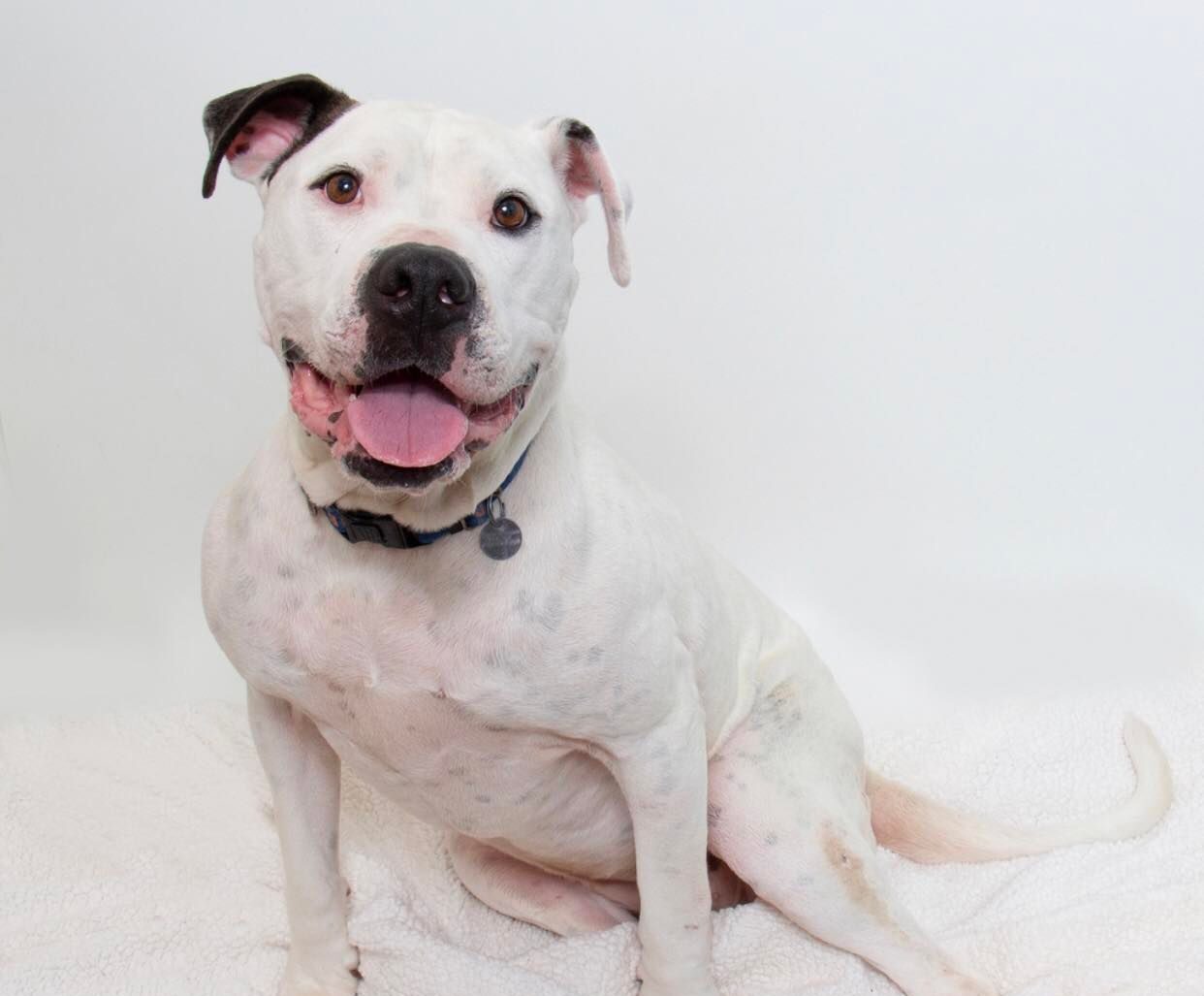 Adoptable Pet of the Week: Ruby - Paso Robles Daily News