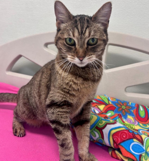 Adoptable Pet of the Week: Meow Meow - Paso Robles Daily News
