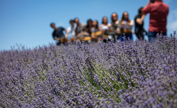 Hambly Lavender Farm opens early for 2026 season - Paso Robles Daily News