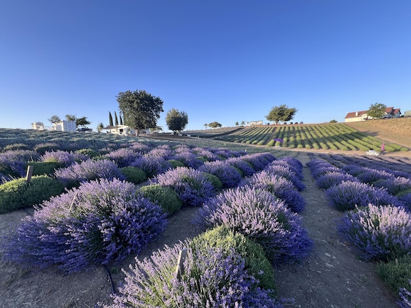 Tour lavender farm during peak bloom this weekend during Open Farm Days ...