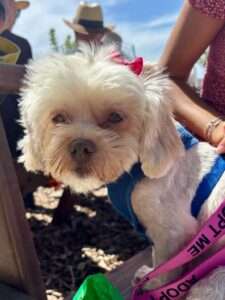 Adoptable Pet of the Week: Gladys - Paso Robles Daily News